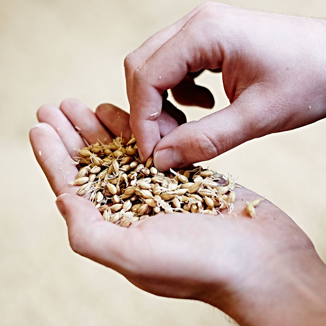 Our process – The journey of malt – The Swaen