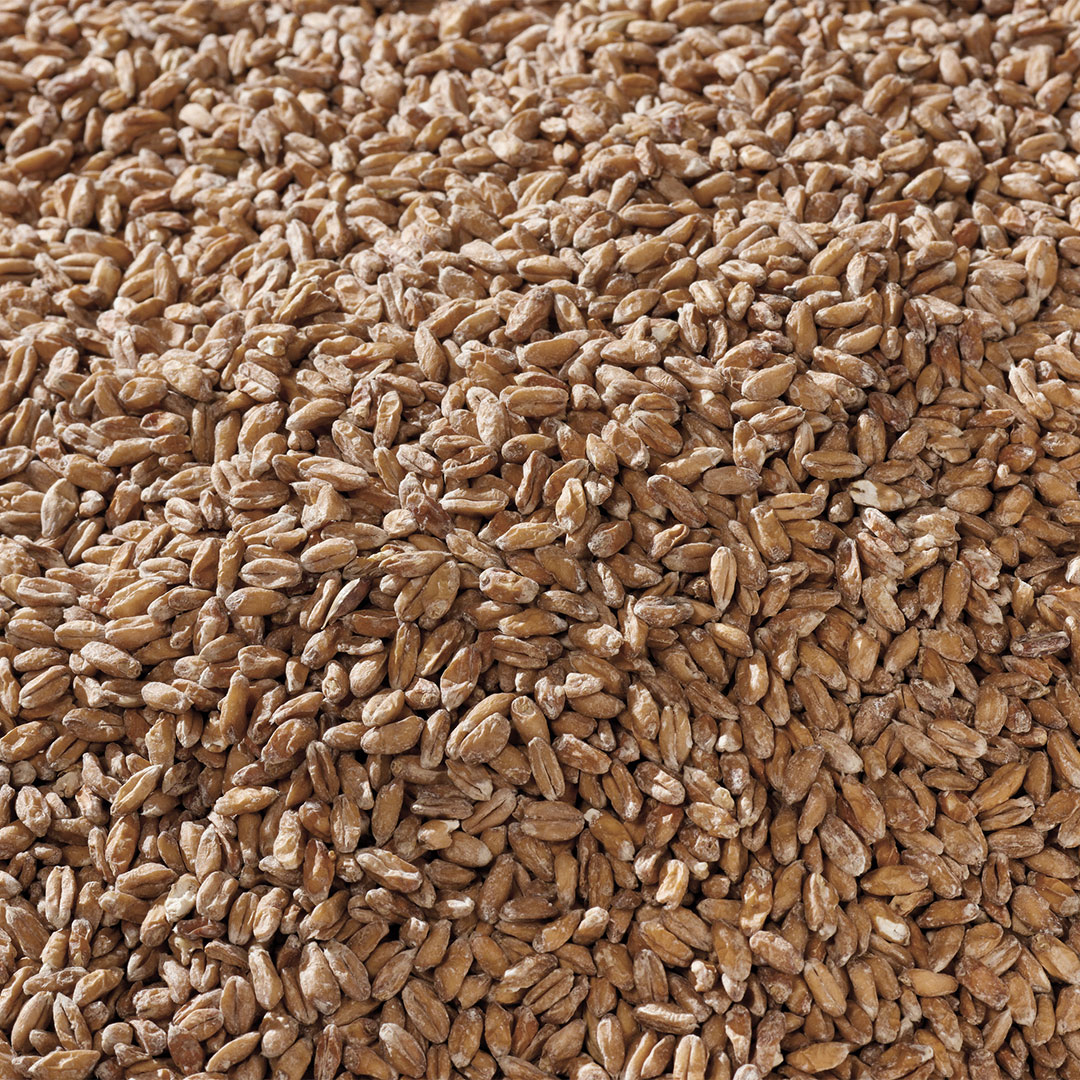 Rediscovering Spelt malt – the ancient grain for modern brews – The Swaen